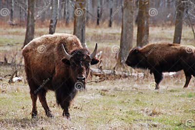 Two bison stock photo. Image of canada, buffalo, bison - 5098168