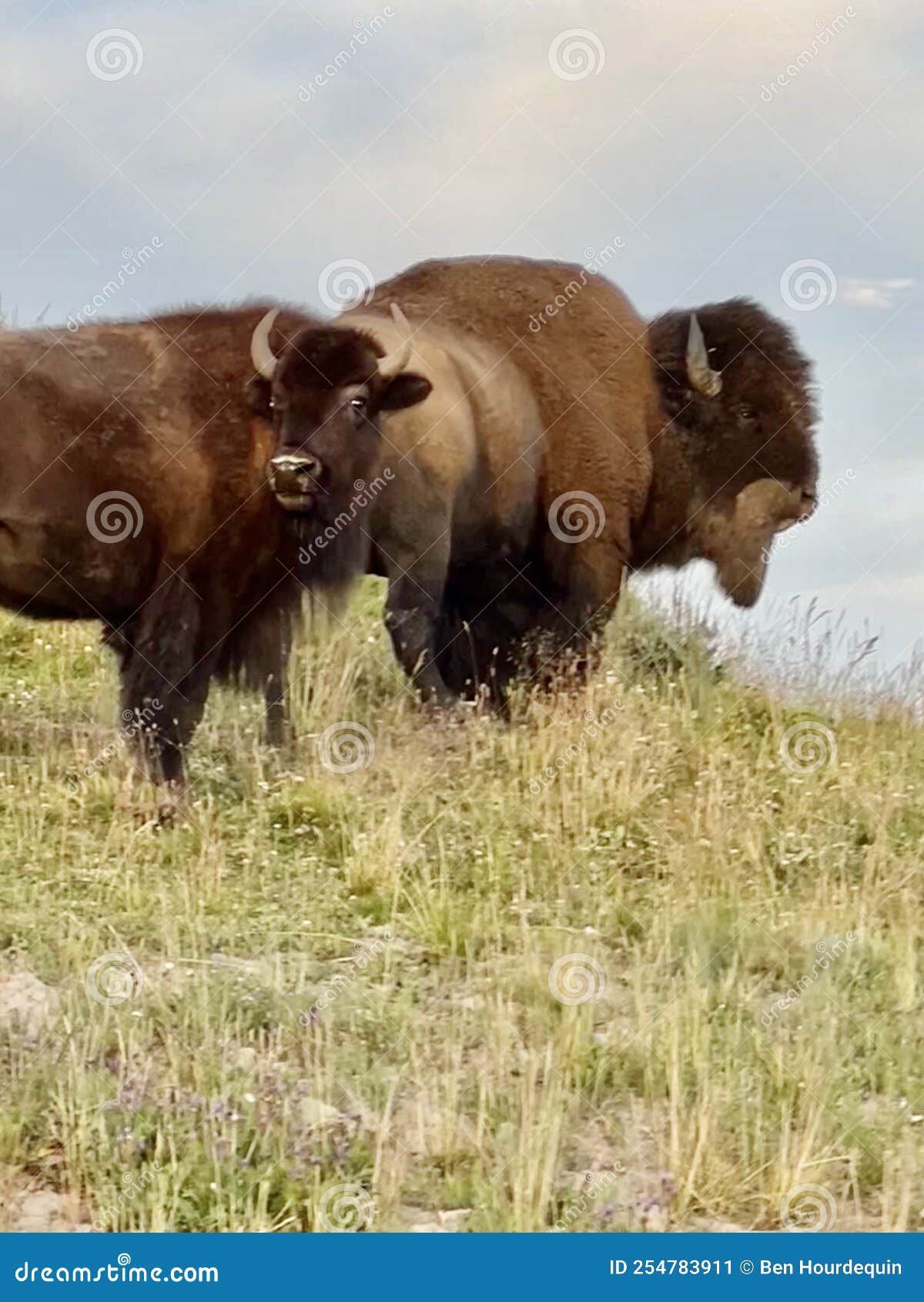 Two Bison stock image. Image of bull, grazing, bovine - 254783911