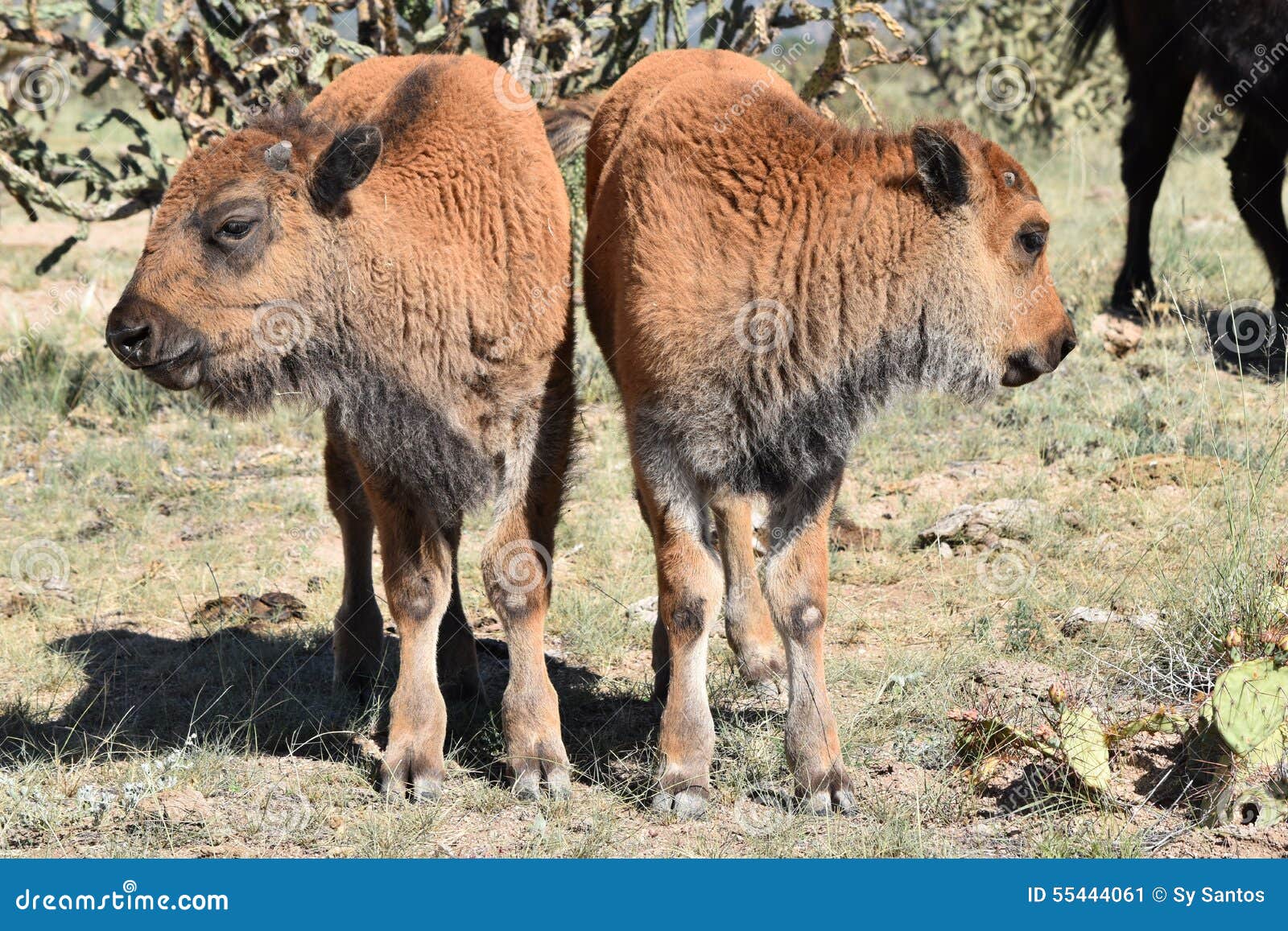 Two 2 Bison Buffalo Calves Opposite Stock Image - Image of young ...