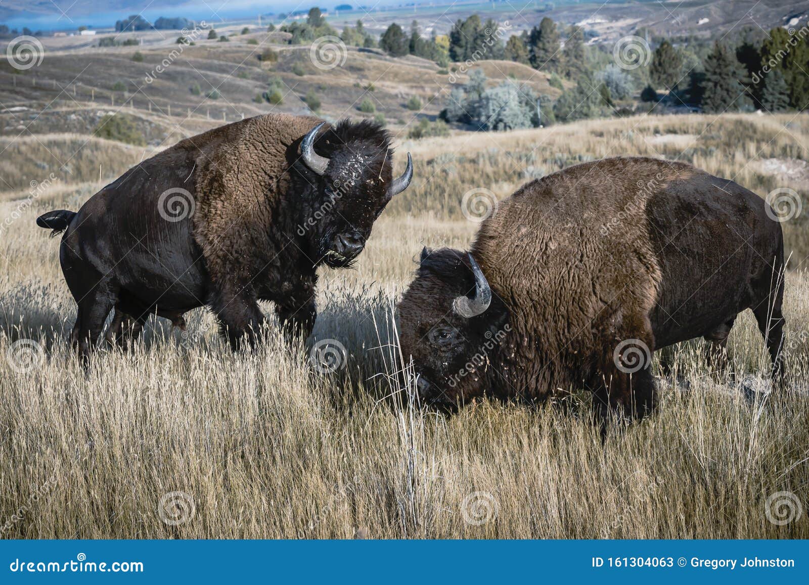 Two Bison Engaged in a Struggle Stock Image - Image of fauna ...