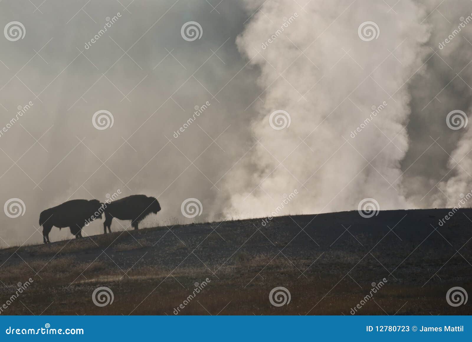 Two Bison In The Mist Picture. Image: 12780723