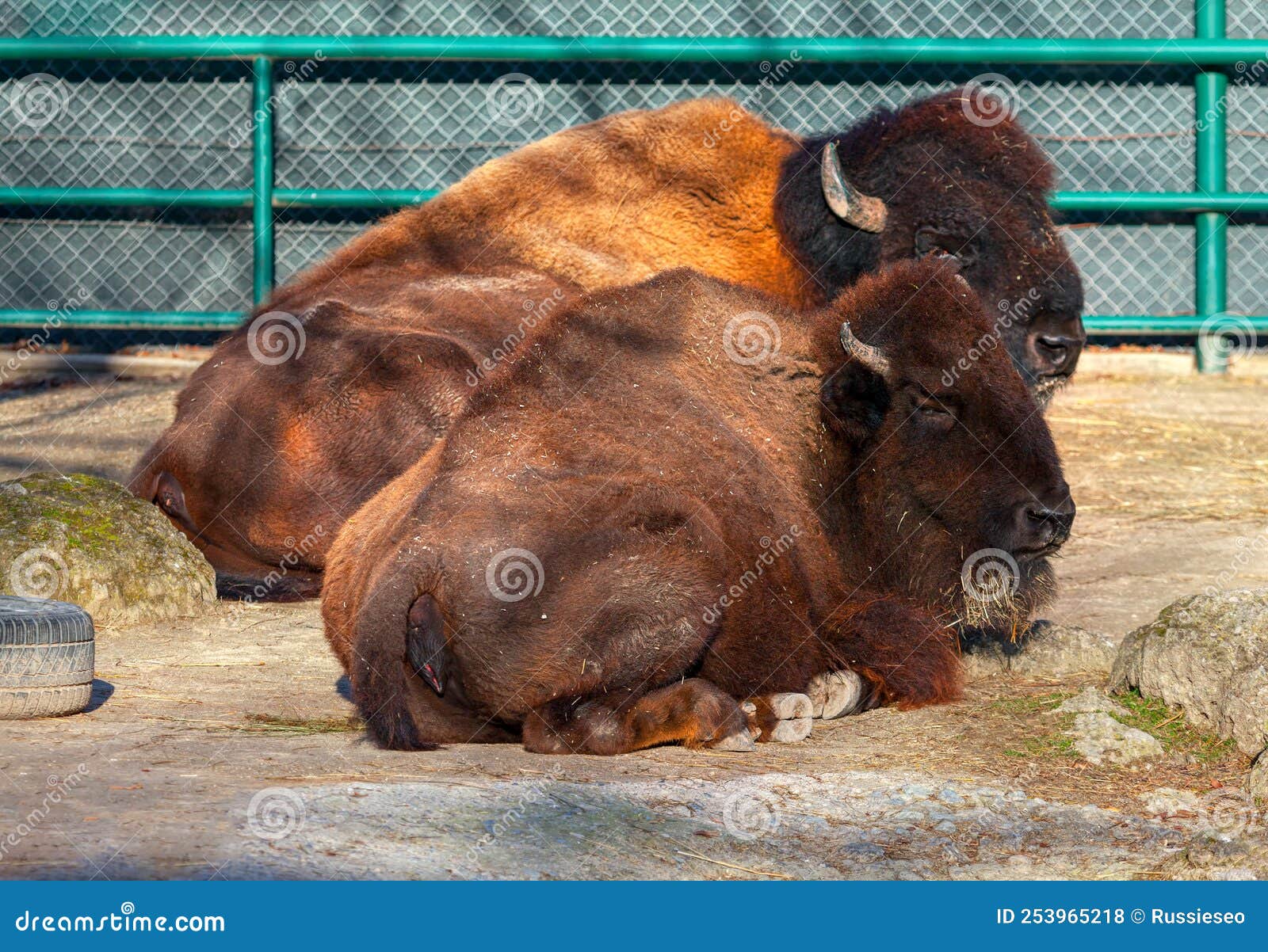 Two Bison stock photo. Image of female, lying, herbivore - 253965218