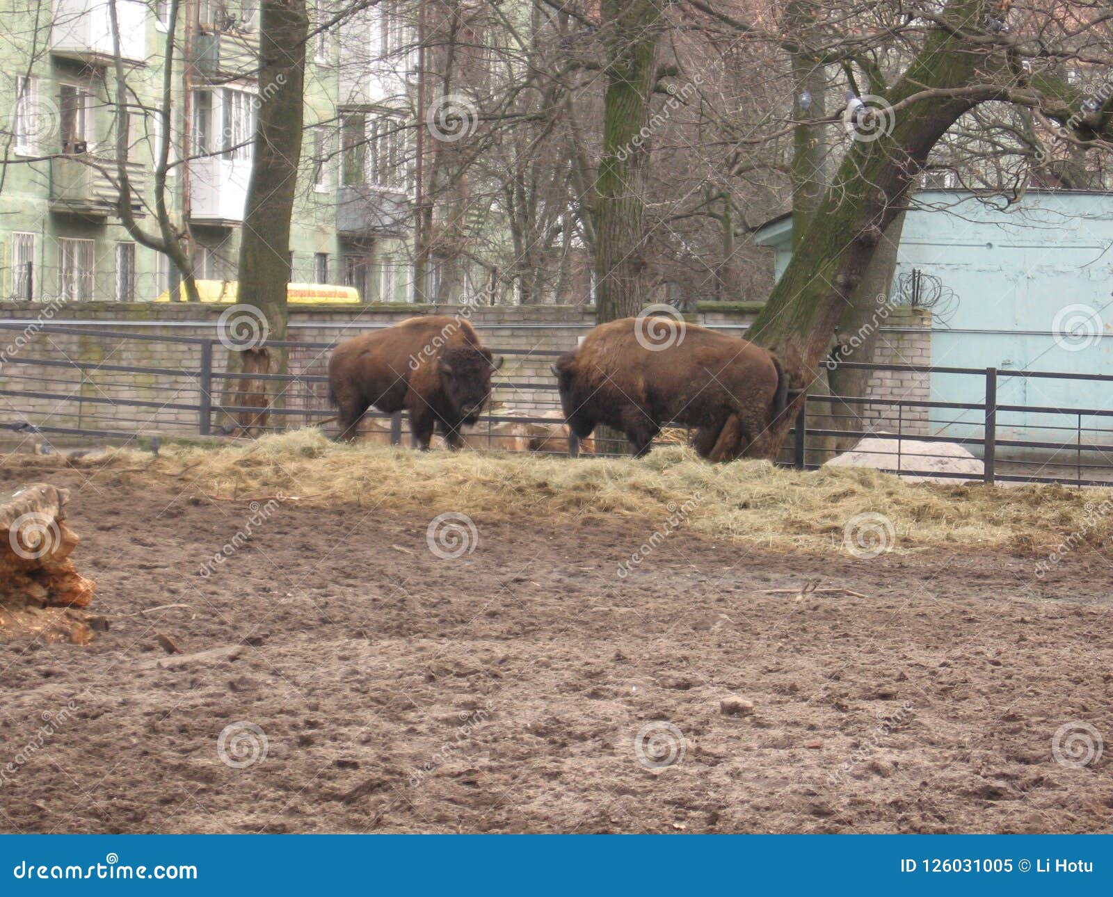 Bison stock image. Image of bison, strong, courageous - 126031005