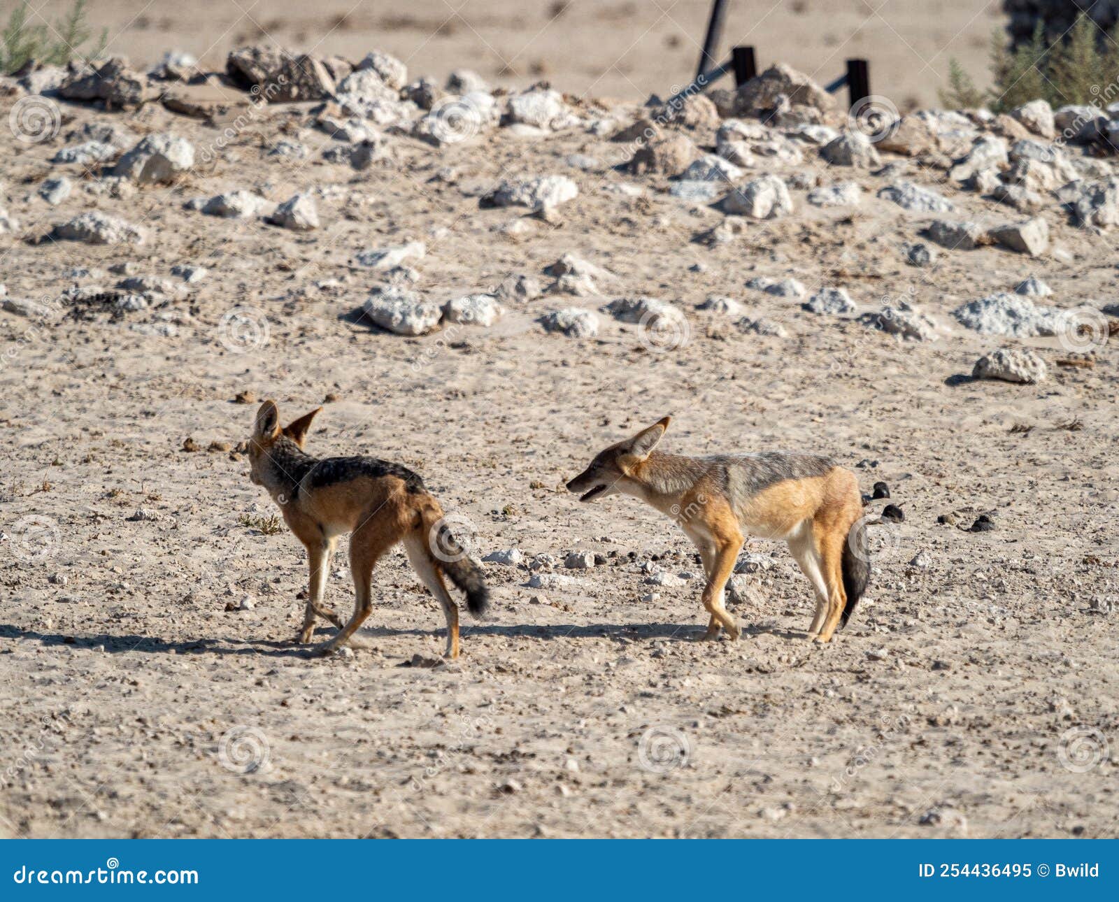 Two Black-Back Jackal Walking Stock Image - Image of anubis, isolated ...