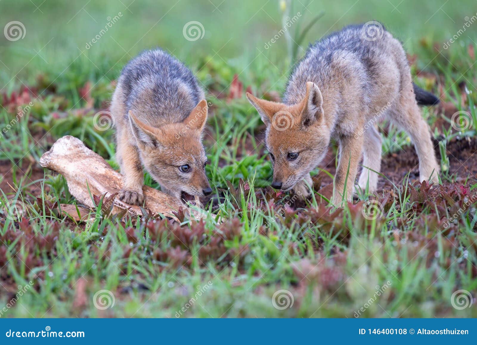 Two Black Backed Jackal Puppies Chewing on a Bone in Green Grass Stock ...
