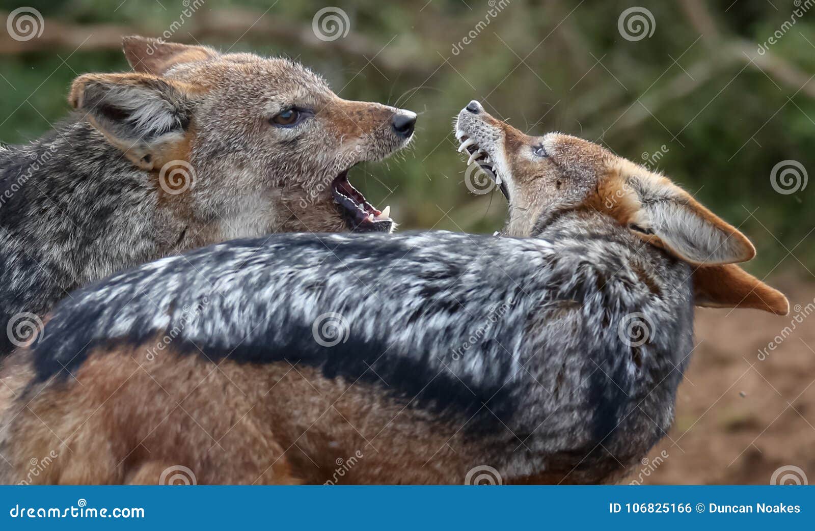 Jackals Fighting with Teeth Showing Stock Photo - Image of addo, teeth ...