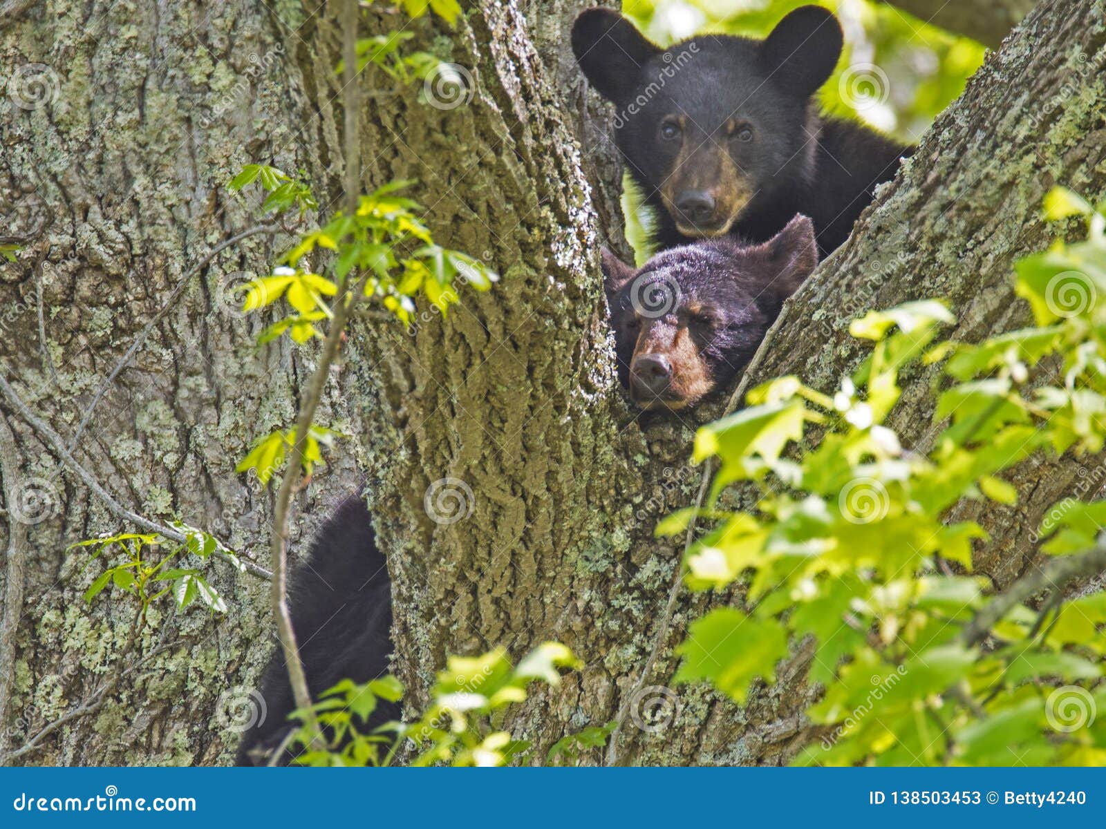 Two Black Bear Cubs in the Forks of a Tree. Stock Image - Image of ...