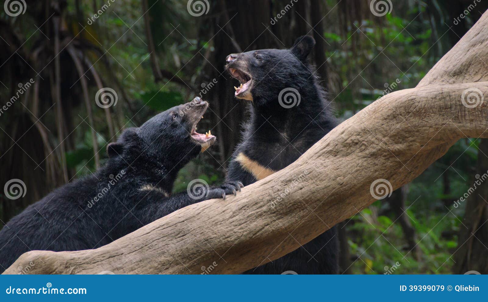 Two black bears fighting stock image. Image of national - 39399079