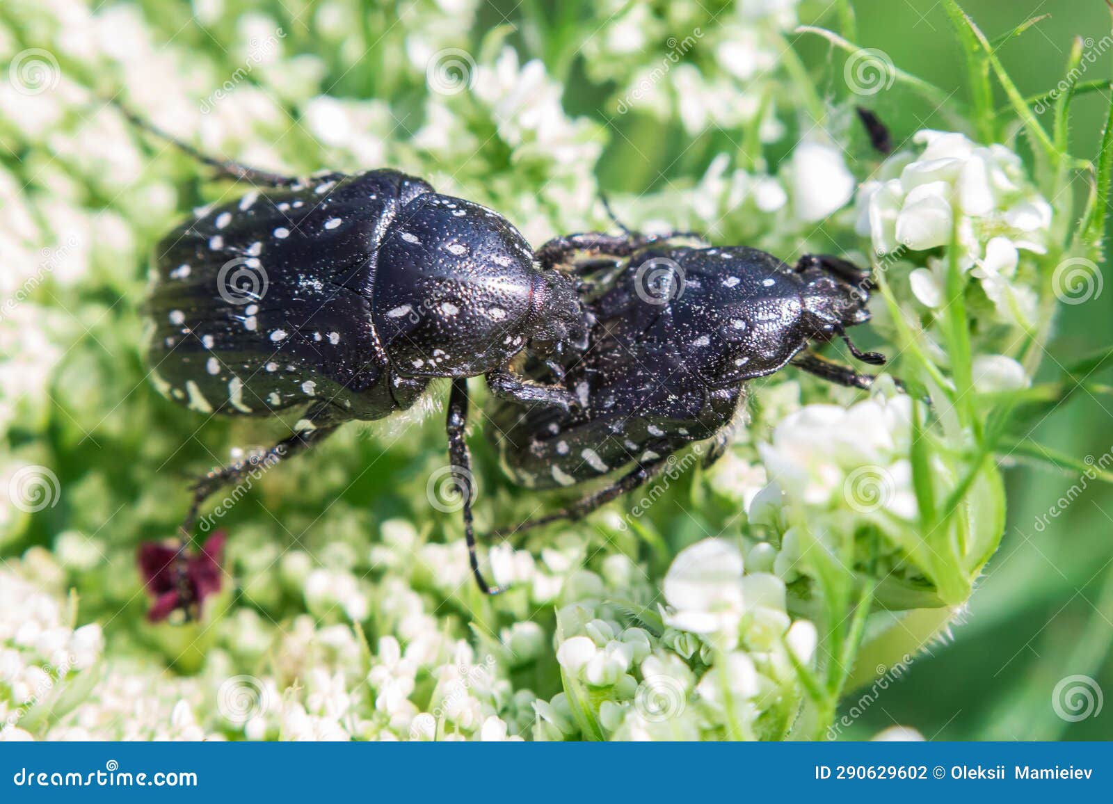 Two Black Beetles with White Spots, Polyphylla Fullo Stock Photo ...