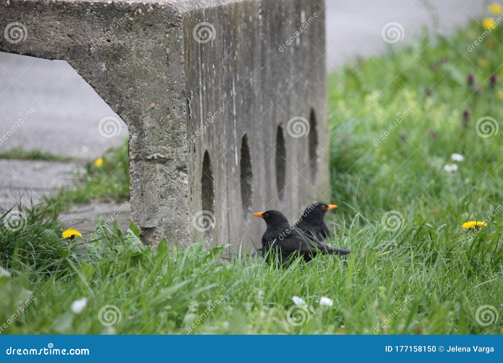 Two black birds stock photo. Image of peaceful, yellow - 177158150