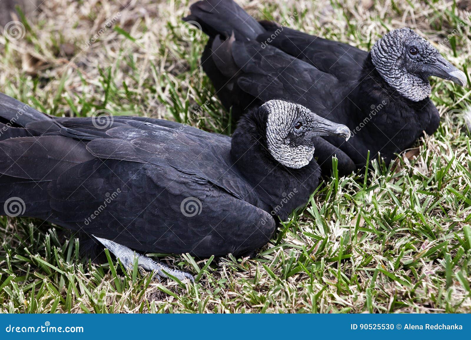 Two Black Birds in the Ground in Sadness Stock Photo - Image of female ...