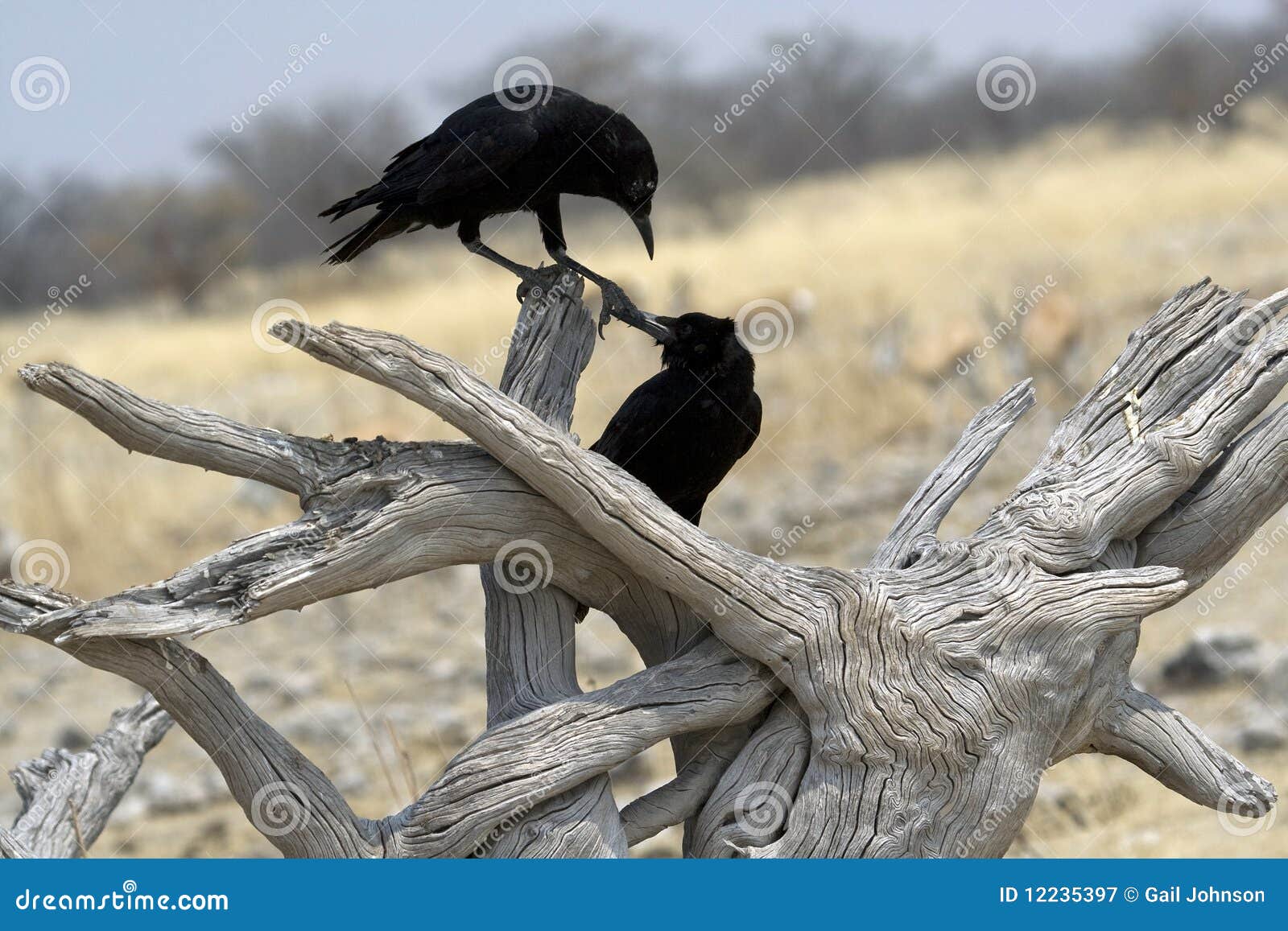 Two black birds playing stock image. Image of great, namibia - 12235397