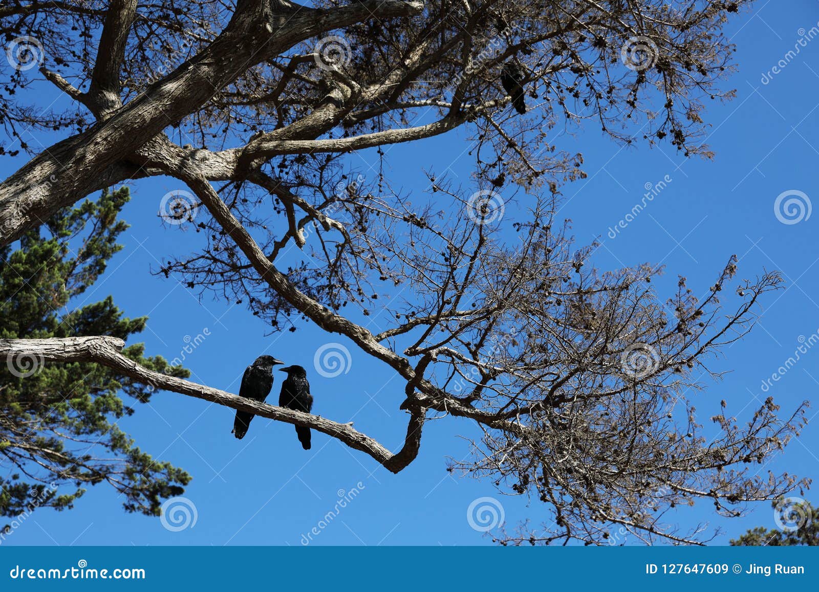 Two Black Birds on the Tree Stock Image - Image of black, clear: 127647609