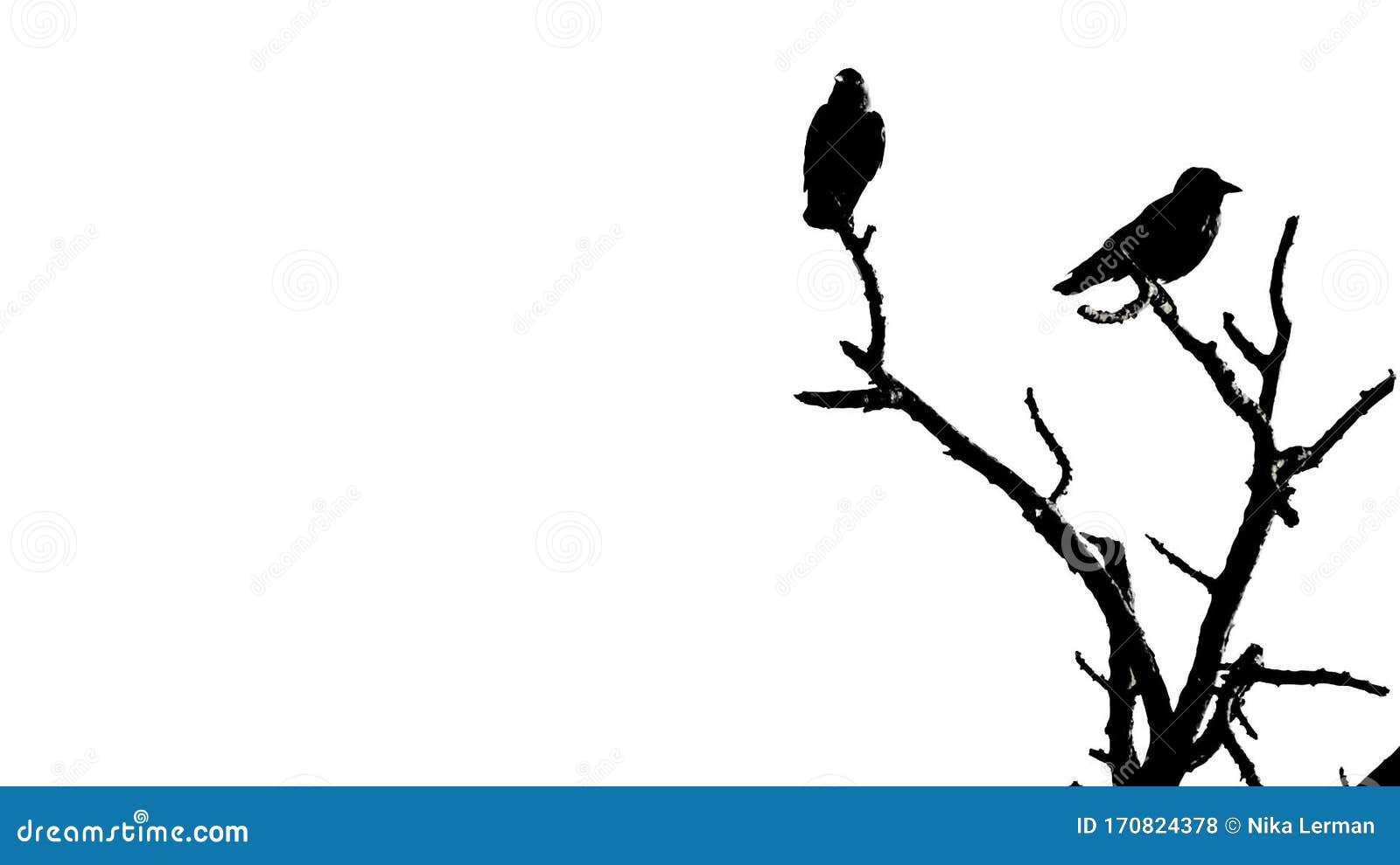 Two black birds on a tree stock footage. Video of silhouettes - 170824378