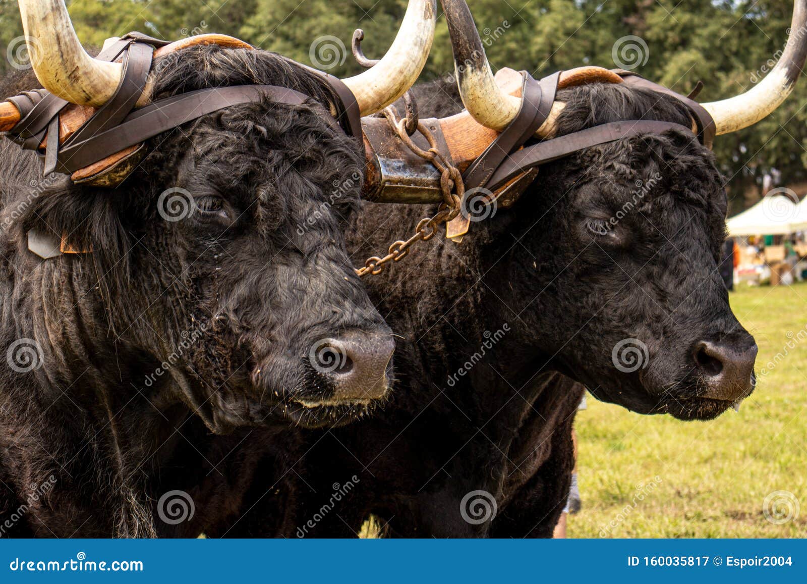 Two Black Bull Harnessed Together Stock Image - Image of land ...