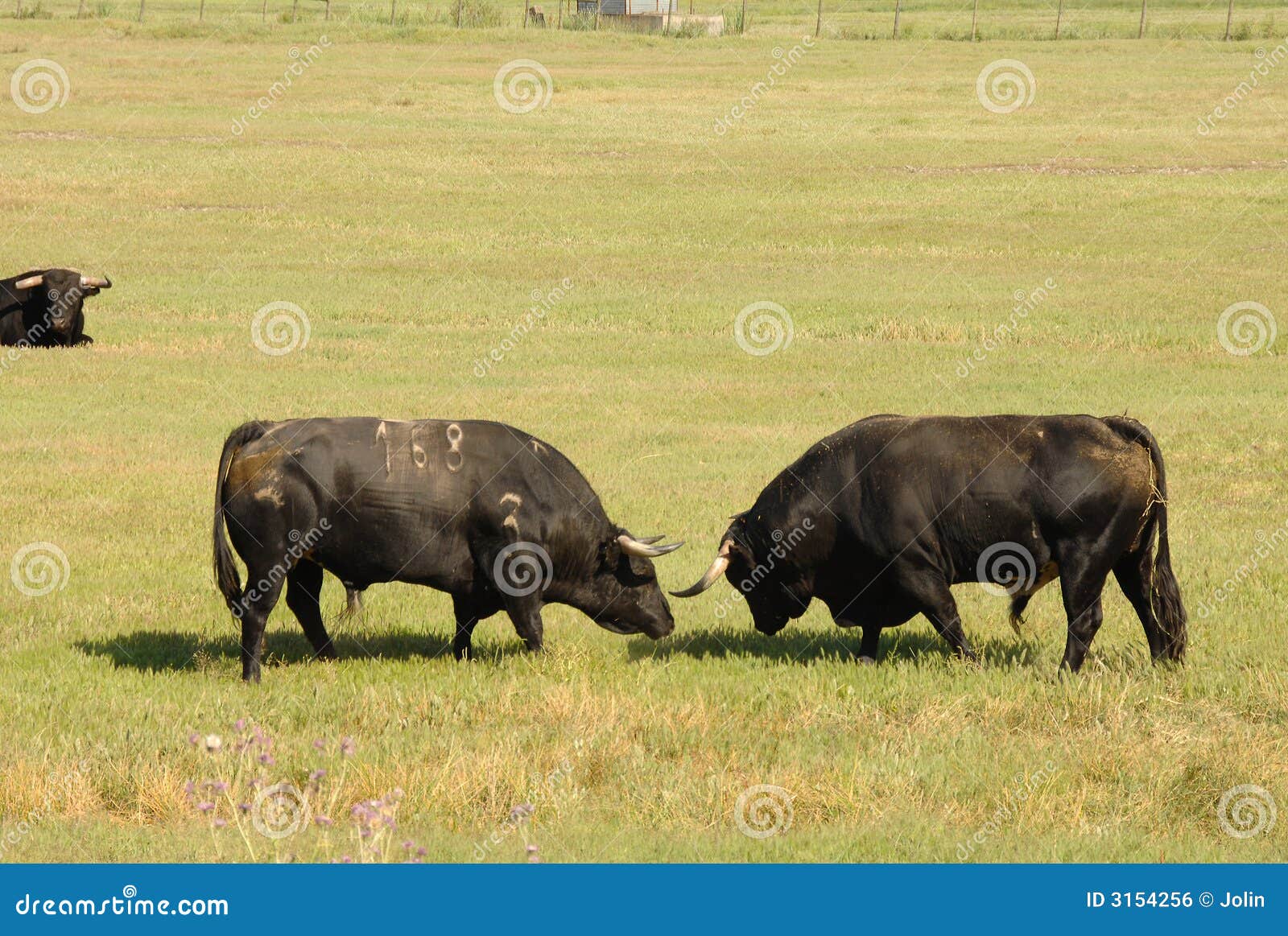 Two black bulls fighting stock photo. Image of enemy, horne - 3154256