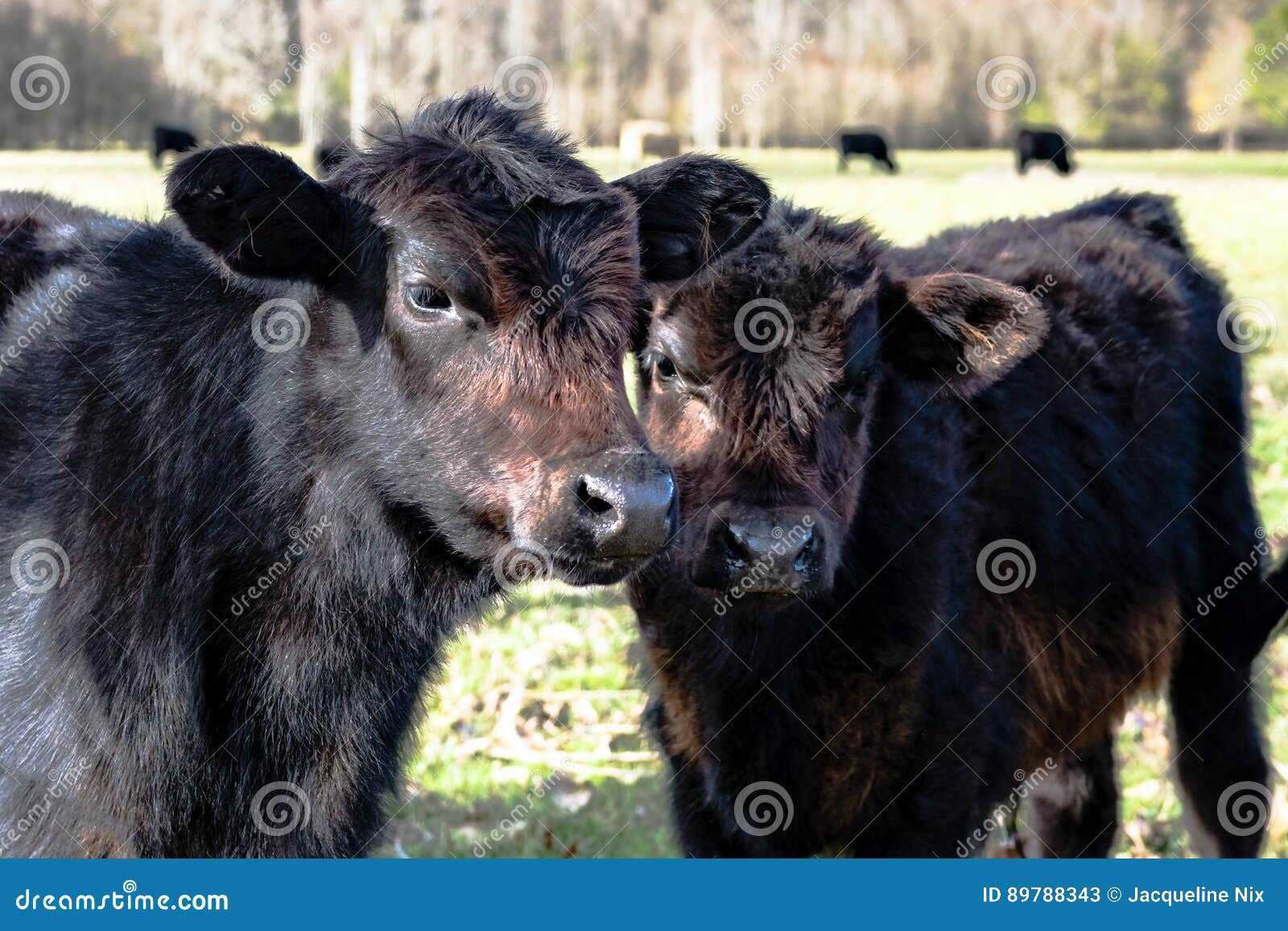 Two black calves stock image. Image of farming, ranching - 89788343
