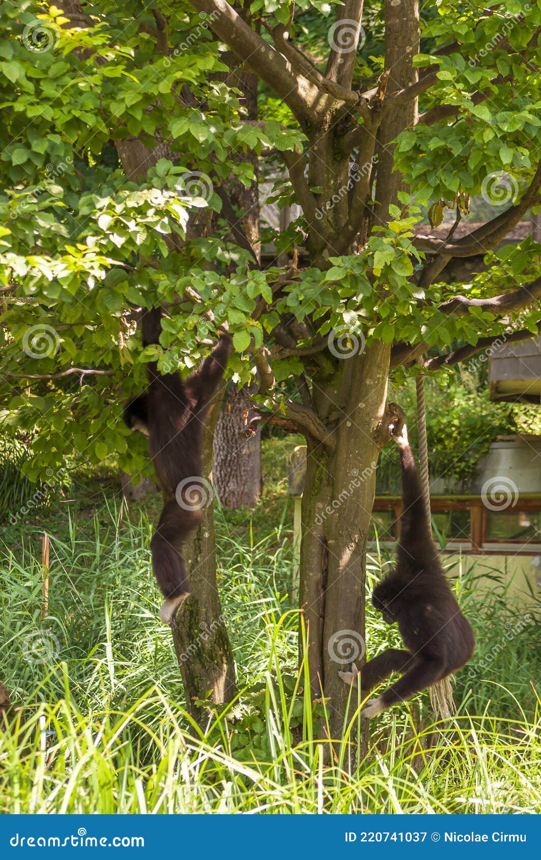 The Black Capuchin Sapajus Nigritus Also Known As The Black-horned ...