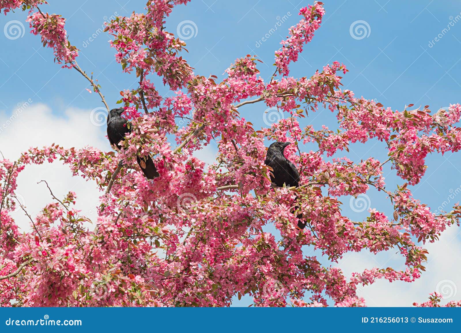 Two Black Carrion Crows Sitting in a Red Blooming Crab Apple Tree, Blue ...