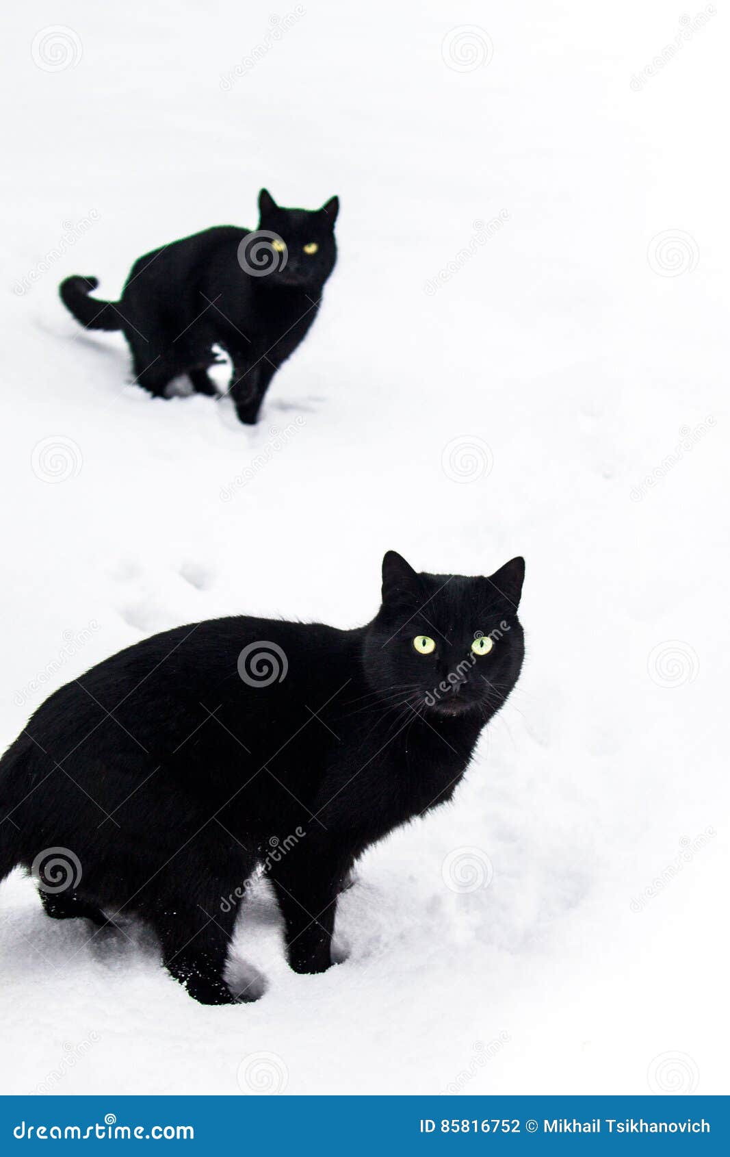 Two Black Cats in the Winter on Cold. Stock Photo - Image of friendship ...