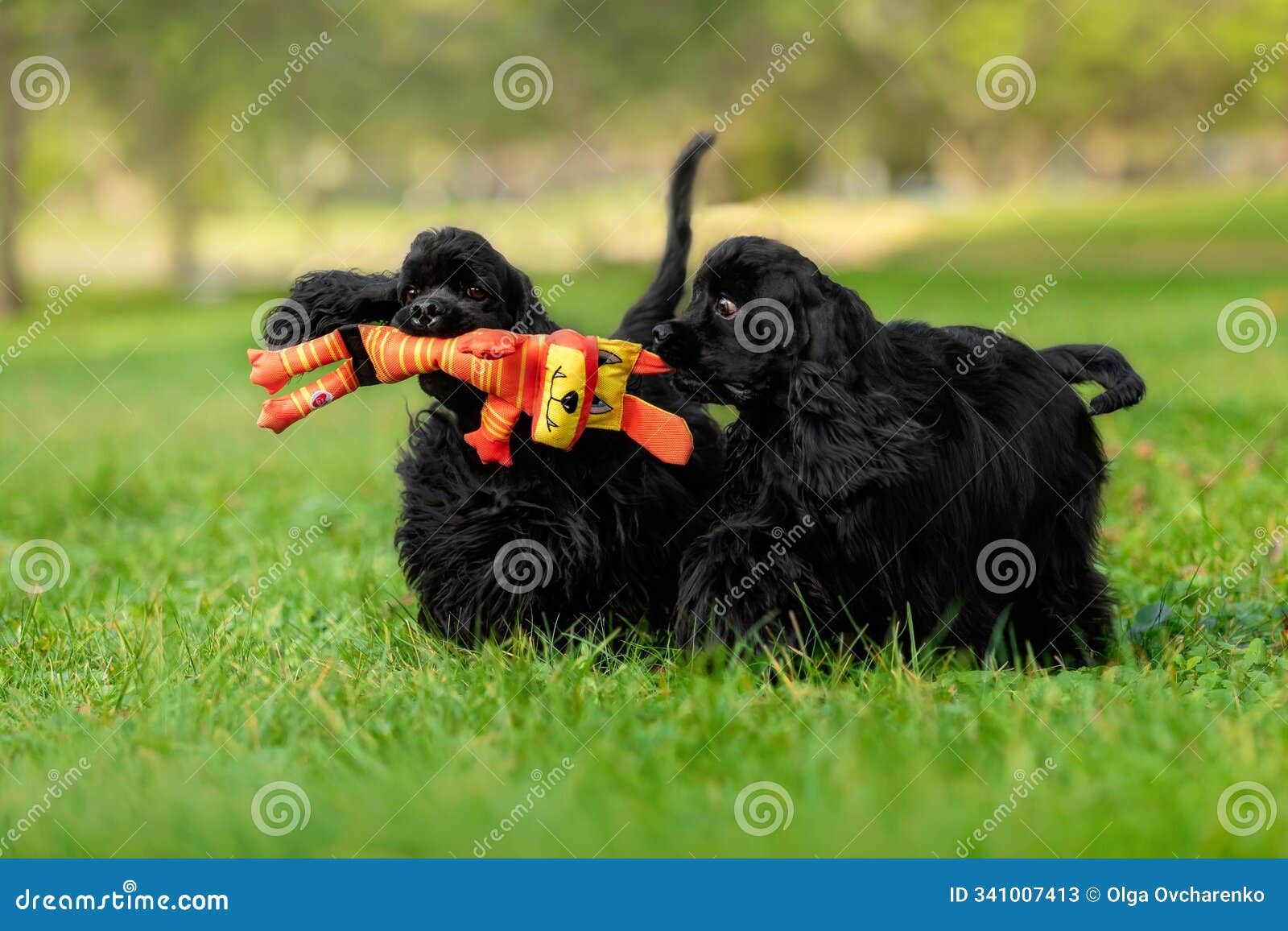 Two Black Cocker Spaniel Puppies Playing with Orange Toy on Grass Stock ...