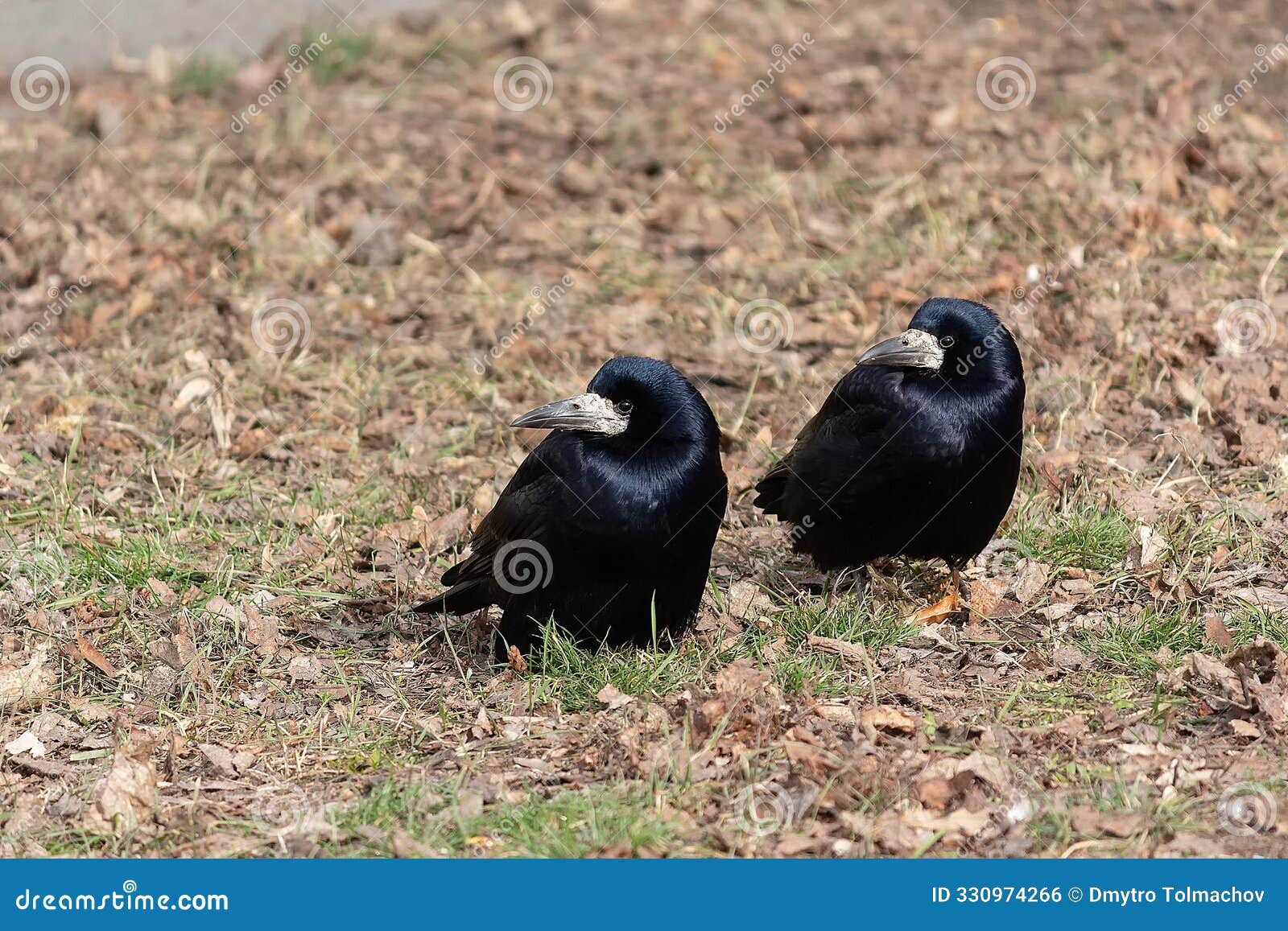 Crow Chick With Ivy Leaves Stock Photo | CartoonDealer.com #248490516