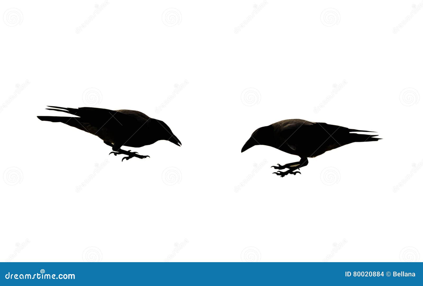 Two Black Crow Stock Photos - Download 754 Royalty Free Photos