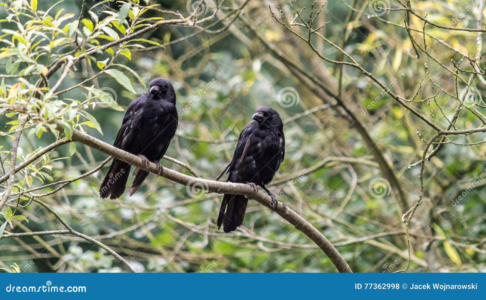 Two Black Crows on a Branch Stock Photo - Image of horizontal, branch ...