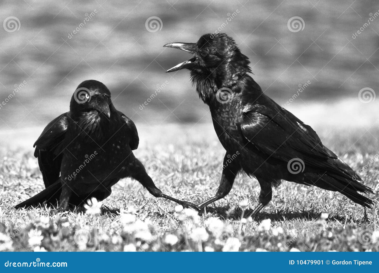 Two Black Crows in dispute stock image. Image of crow - 10479901