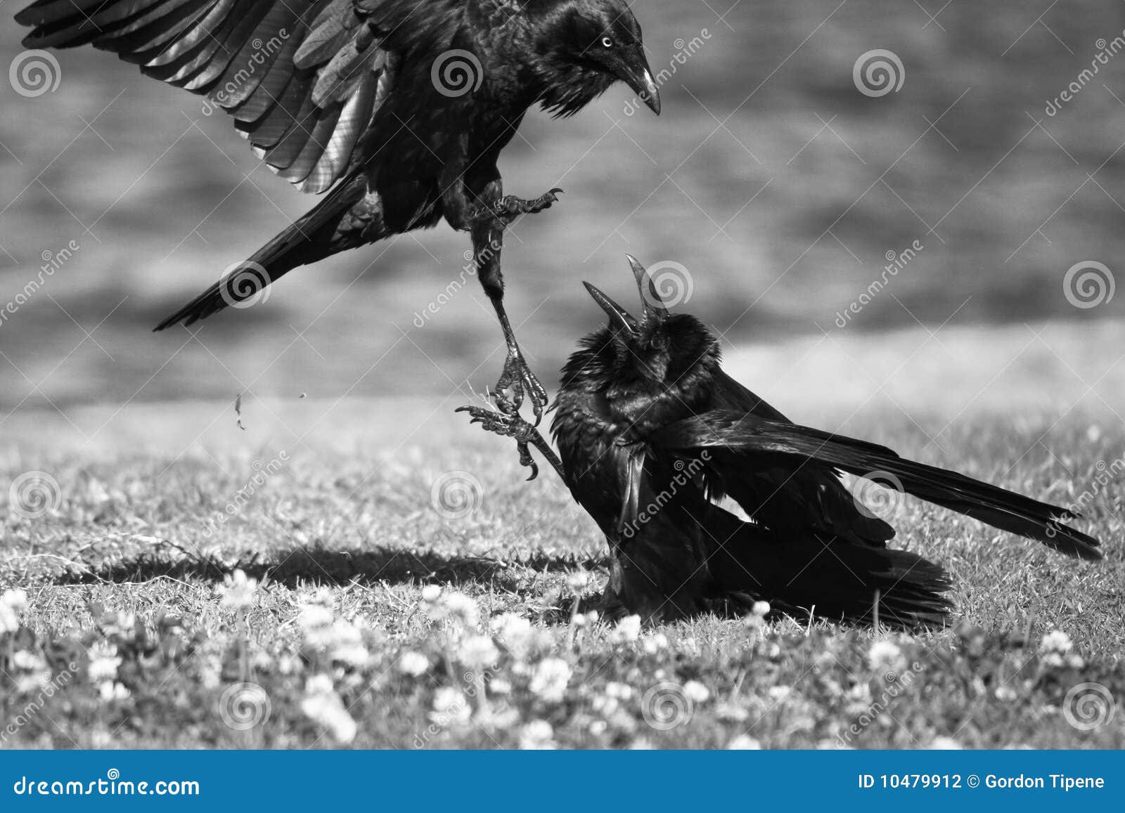 Two Black Crows in dispute stock photo. Image of dispute - 10479912