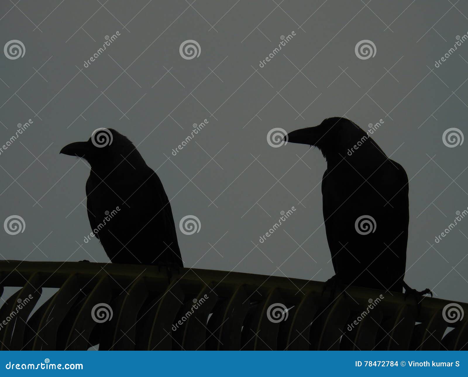 Two black crows at evening stock photo. Image of evening - 78472784