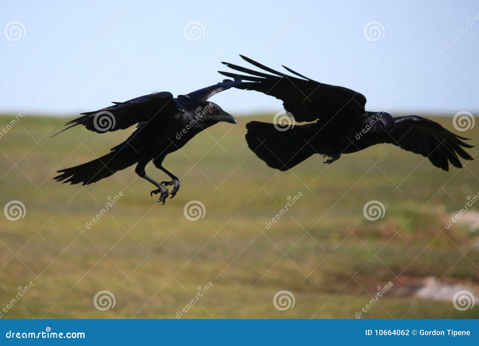 Two black crows in flight. stock photo. Image of crow - 10664062