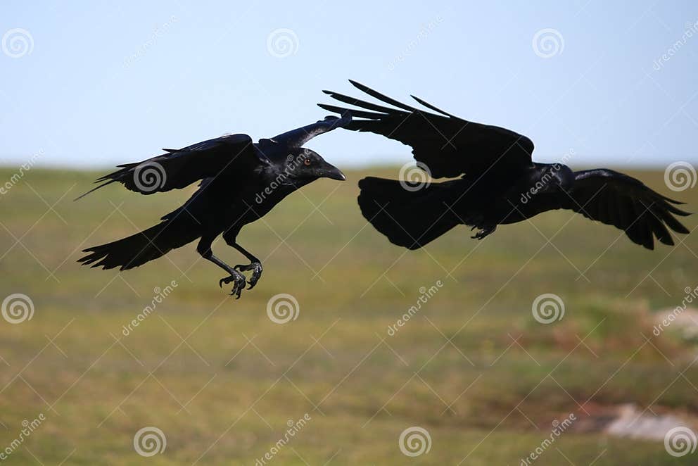 Two black crows in flight. stock photo. Image of crow - 10664062