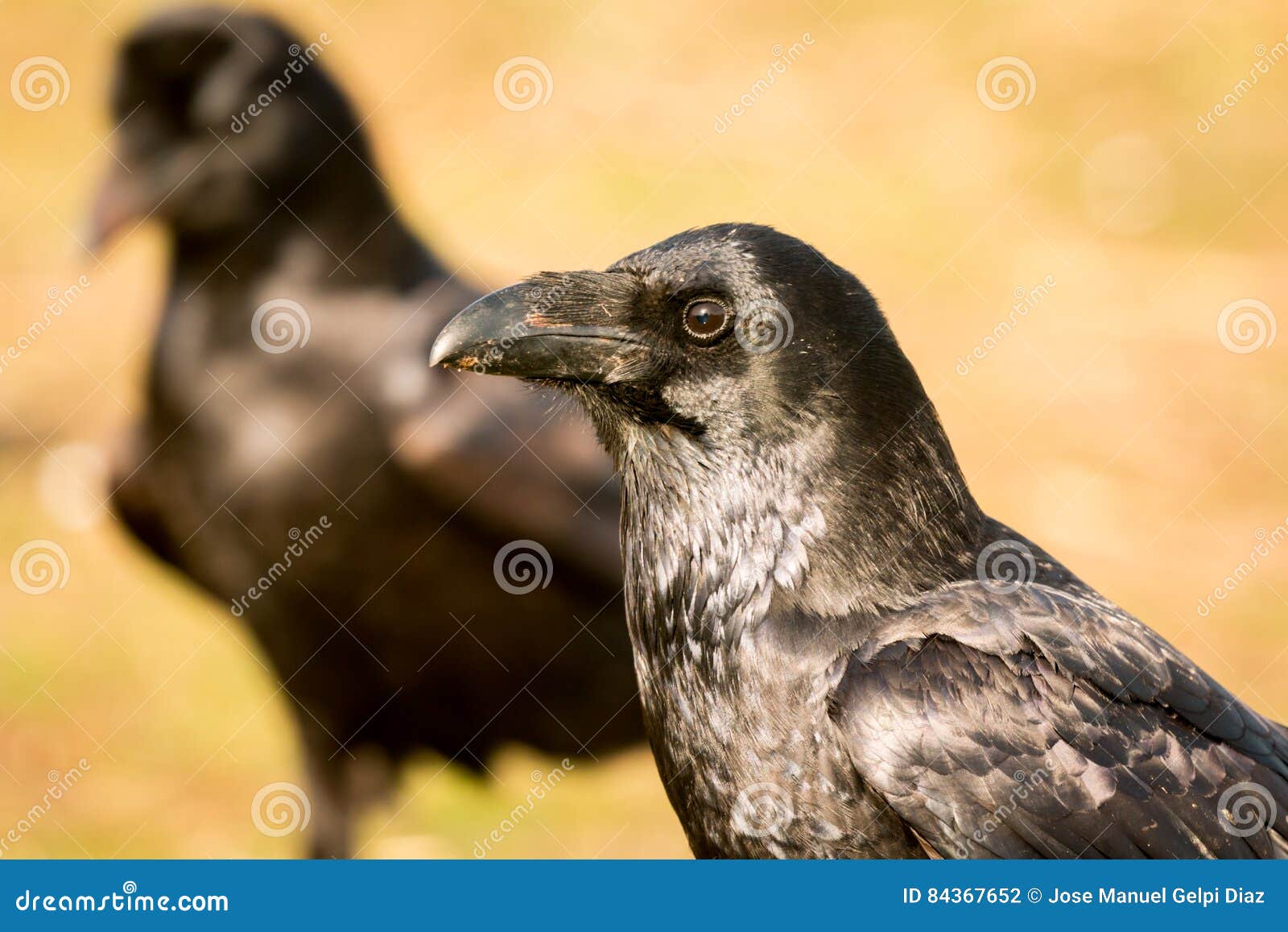 Two black crows stock photo. Image of birdwatching, closeup - 84367652
