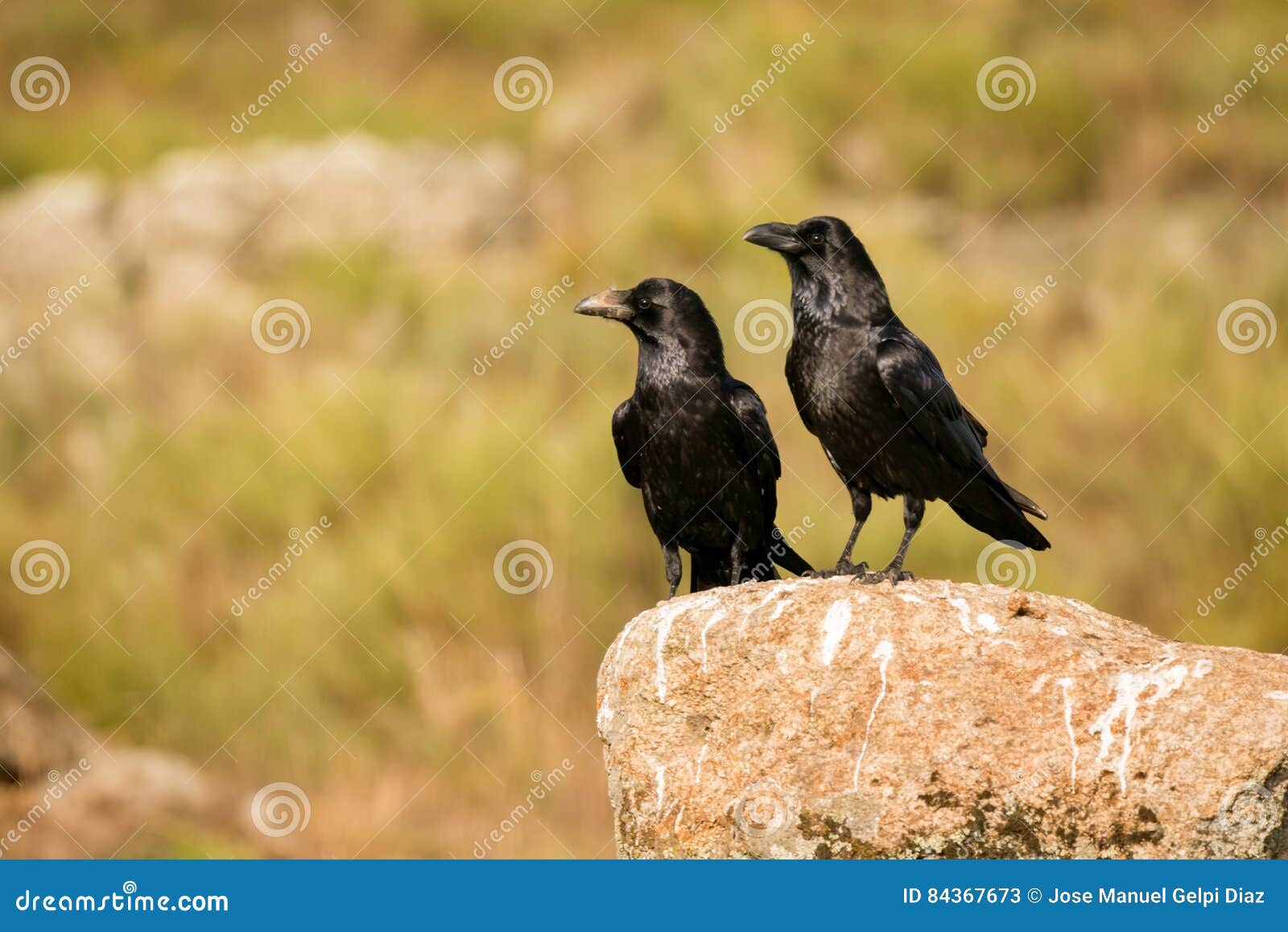 Two black crows stock image. Image of feather, national - 84367673