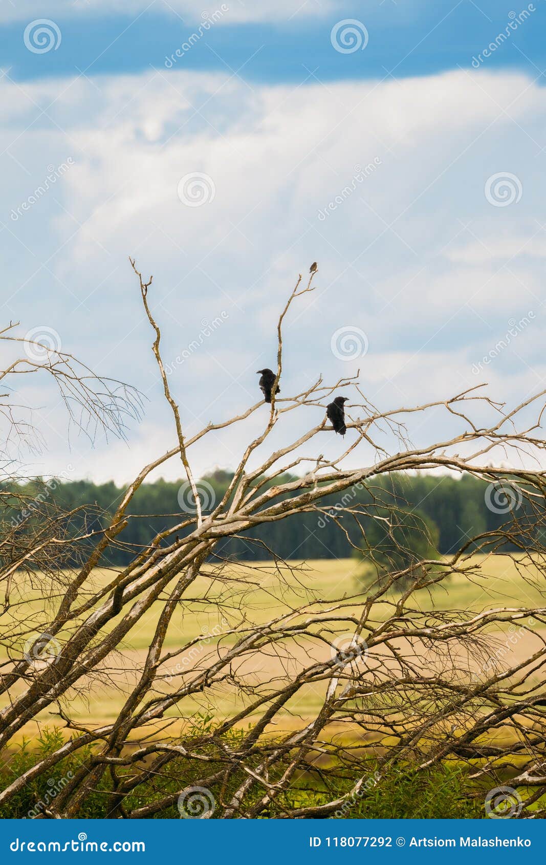 Two Crows on the Branches of an Old Tree Stock Photo - Image of plant ...