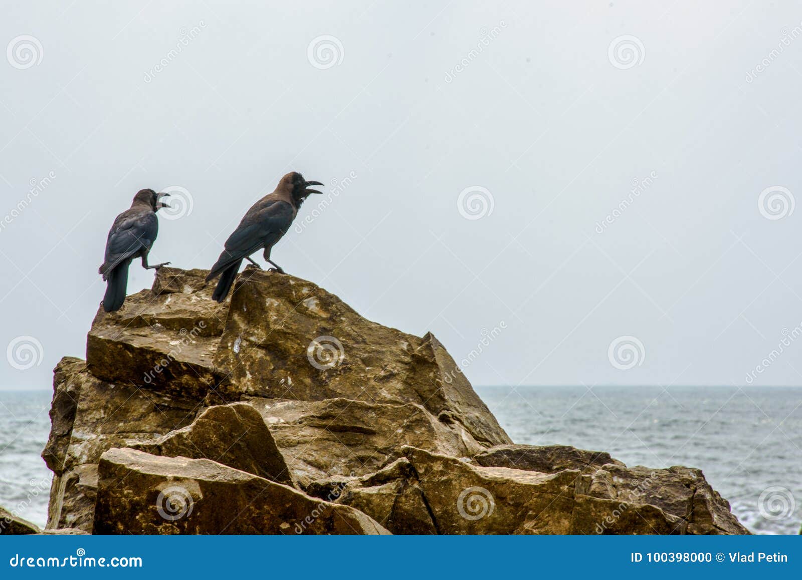 Two Black Crows Sitting on the Rocks Stock Photo - Image of corvus ...