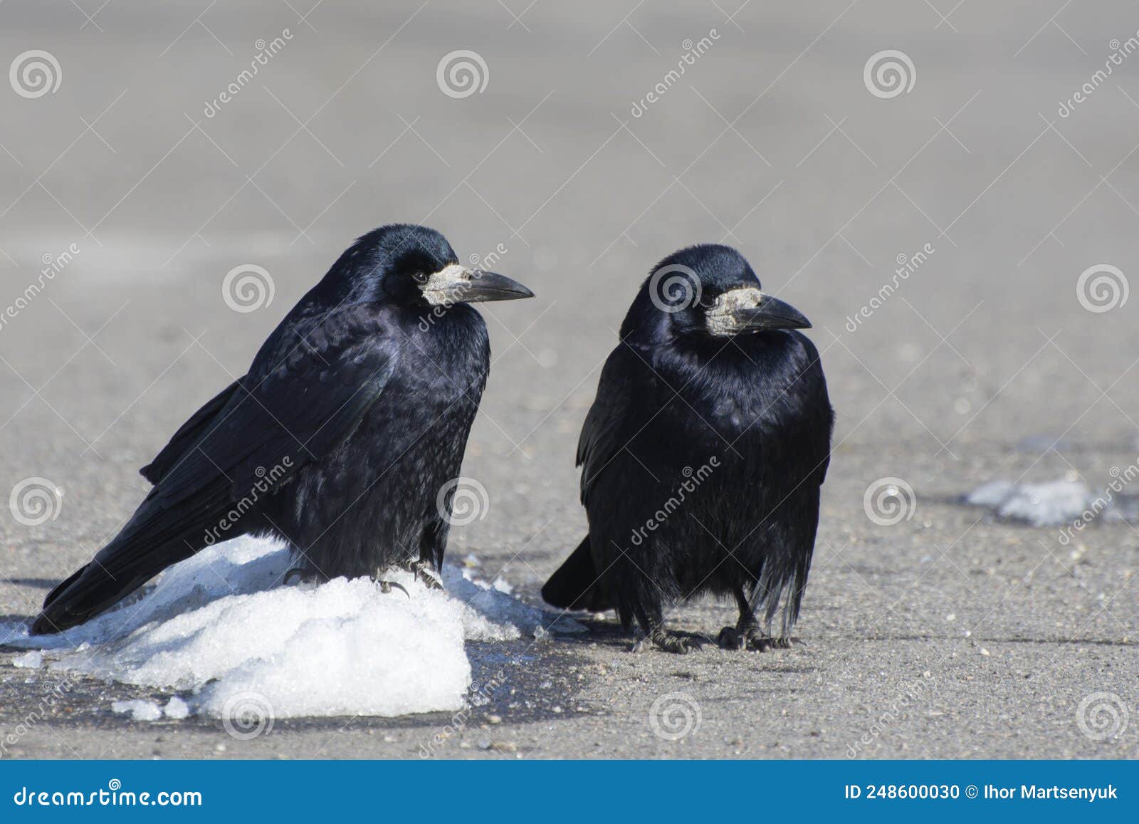 Two Black Crows in the Snow. the End of Winter, the Arrival of Spring ...