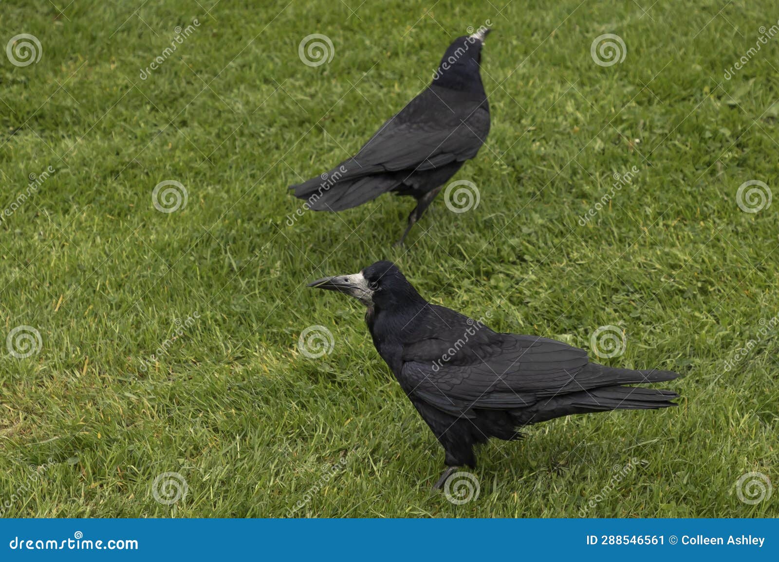 Two Black Crows Stood on the Grass Stock Image - Image of countryside ...