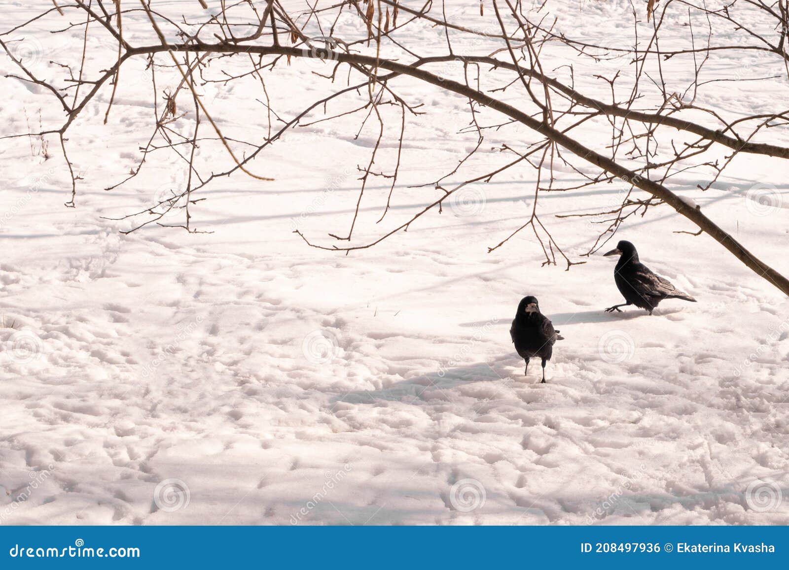 Two Black Crows Walk in the White Snow Under a Tree with Bare Branches ...