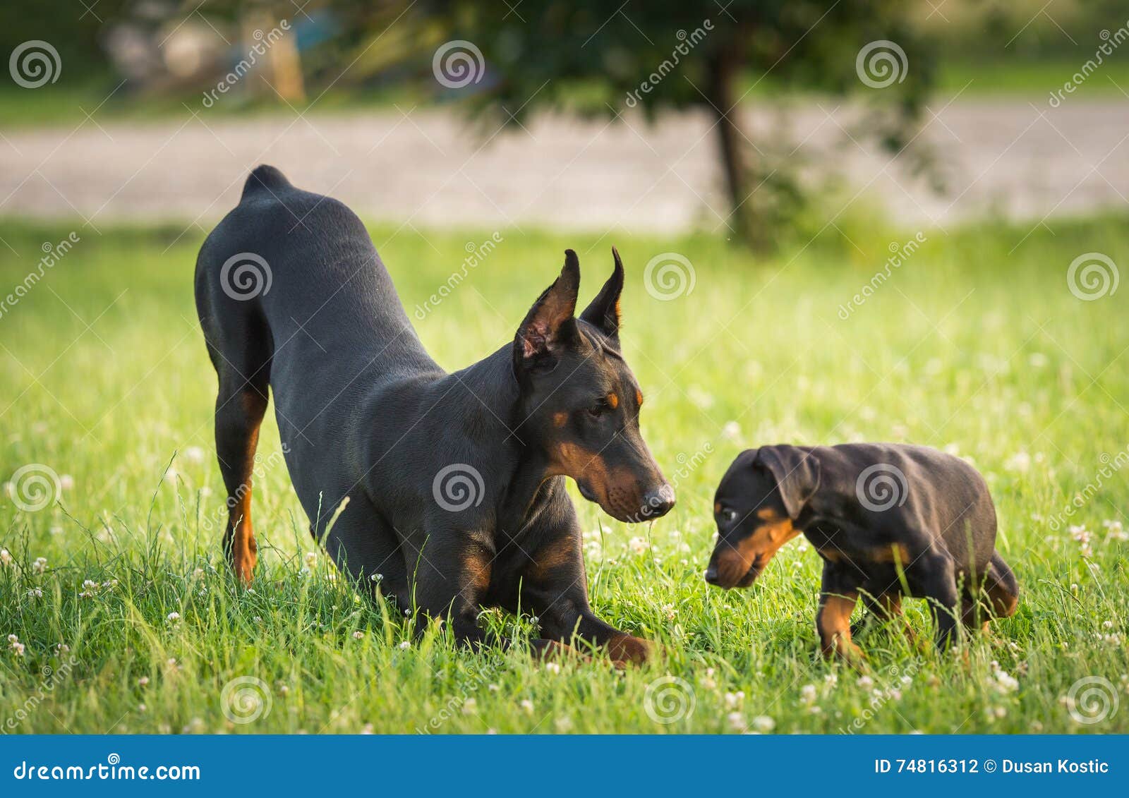Two Black Dobermans on the Grass Stock Photo - Image of beauty, pair ...