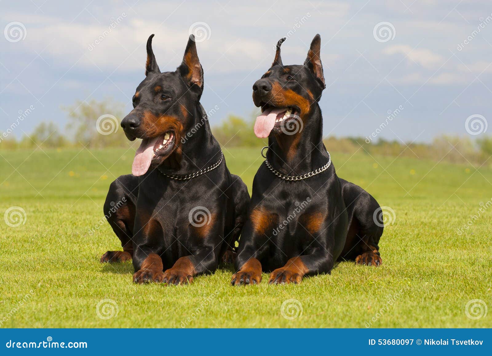Two black dobermans stock image. Image of mammal, canine - 53680097