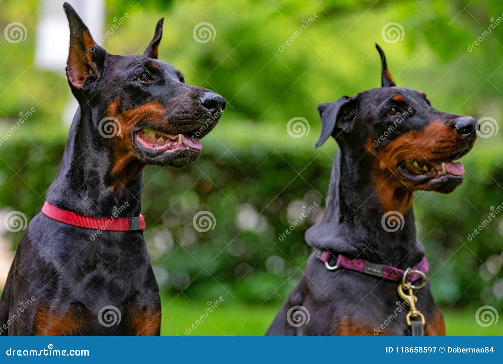 Two Black Dobermans Sitting on the Grass Stock Image - Image of breed ...