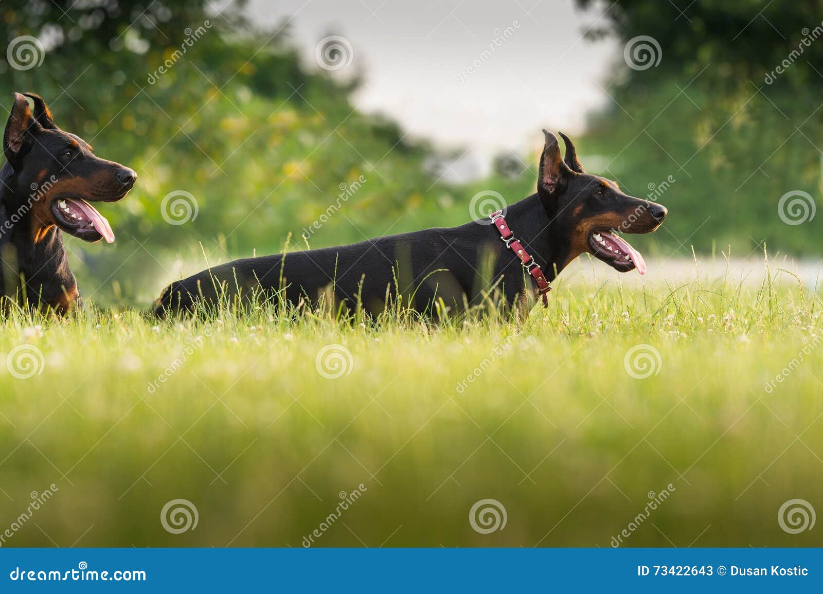 Two black dobermans stock image. Image of outside, mammal - 73422643