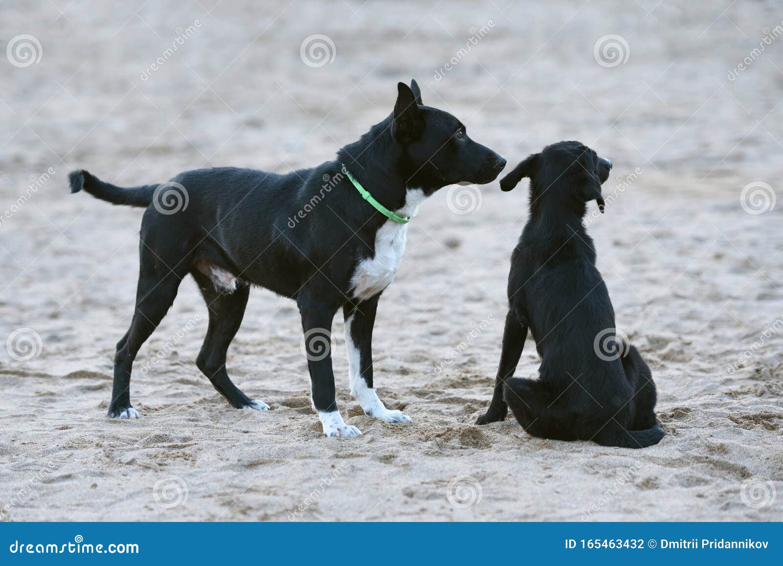 Two Black Dogs are Played in the Sand on the Beach Stock Photo - Image ...