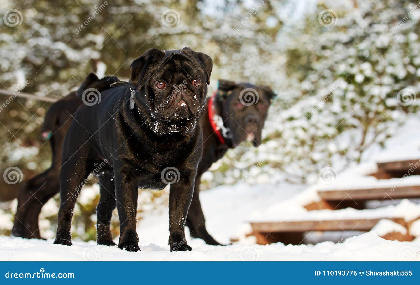 Two Black Dogs in Winter Forest Stock Photo - Image of woods, forest ...