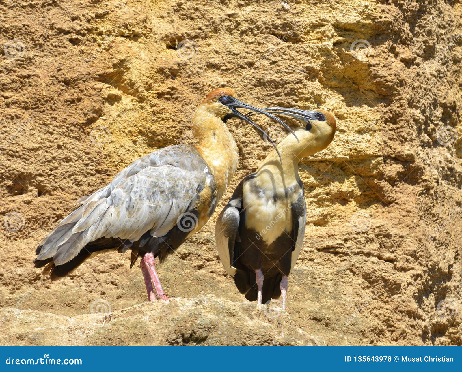 Two Black-faced Ibis on Rock Stock Photo - Image of animal, open: 135643978