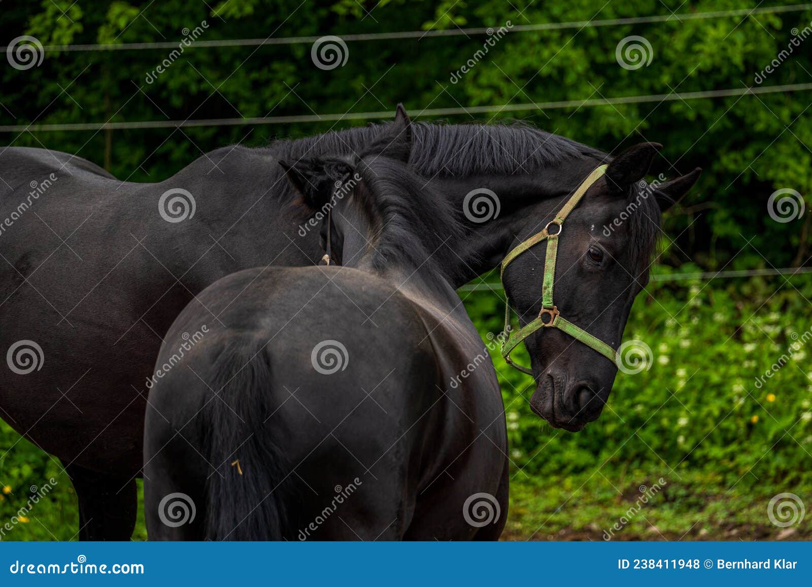 Two Black Horses on the Farm. Stock Photo - Image of field, mane: 238411948