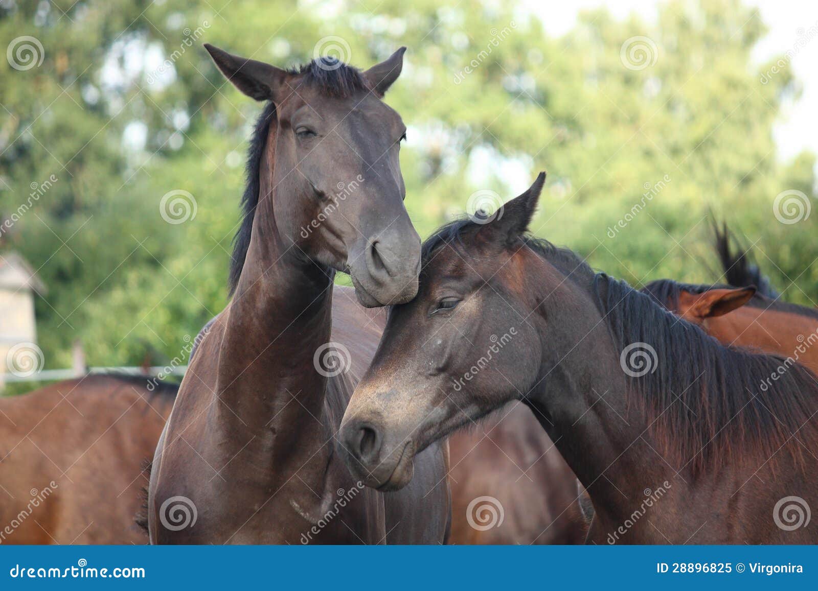 Two Black Horses Nuzzling Each Other Stock Image - Image of farm, buddy ...