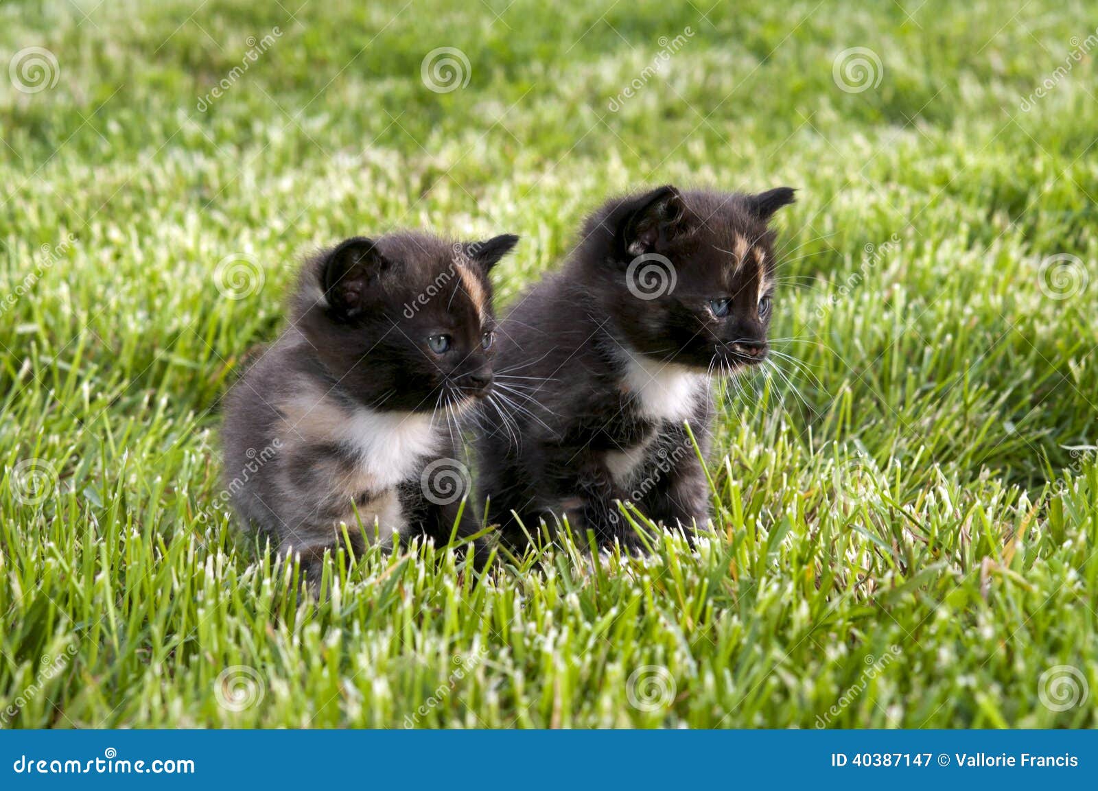 Two Calico kittens stock image. Image of kitty, cats - 40387147